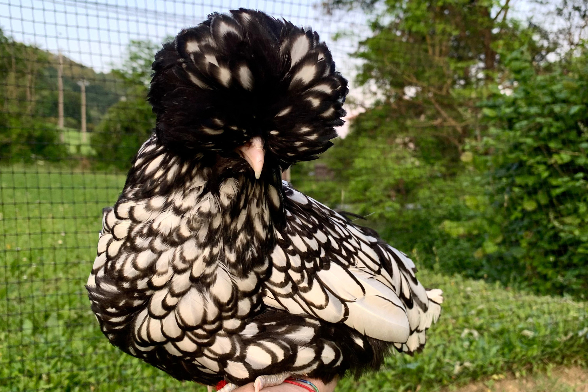 Gallina Padovana Tricolore - AgroRe'
