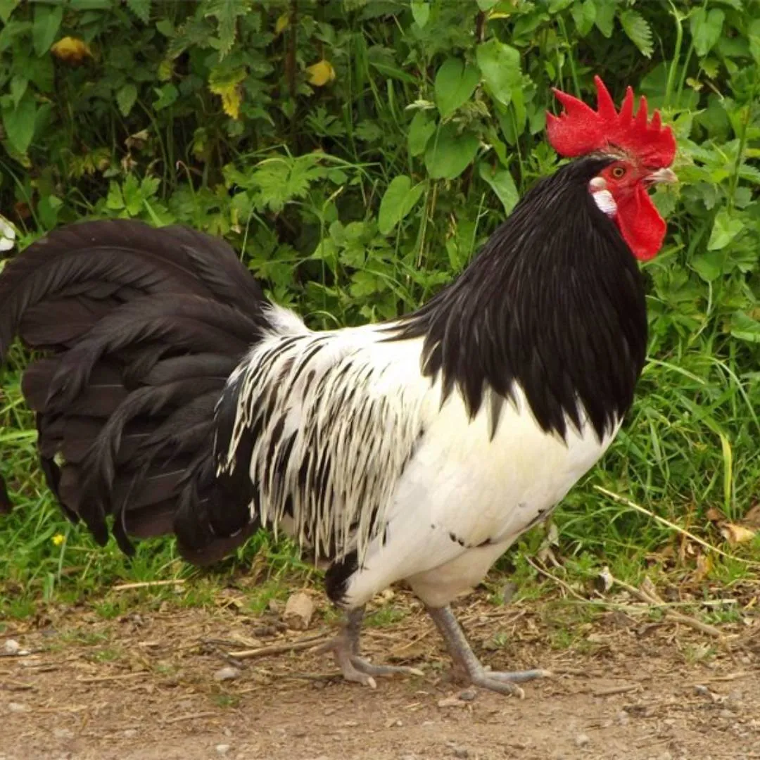 Gallina Lakenfelder - AgroRe'