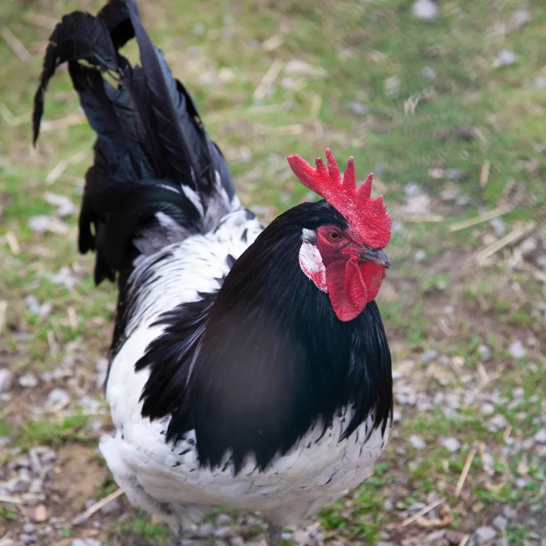 Gallina Lakenfelder - AgroRe'