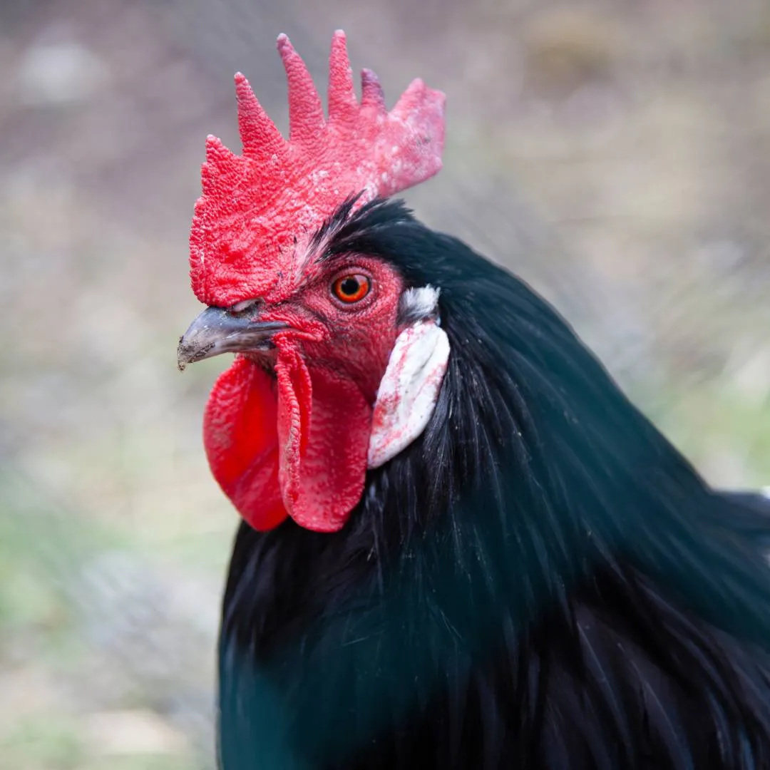Gallina Lakenfelder - AgroRe'